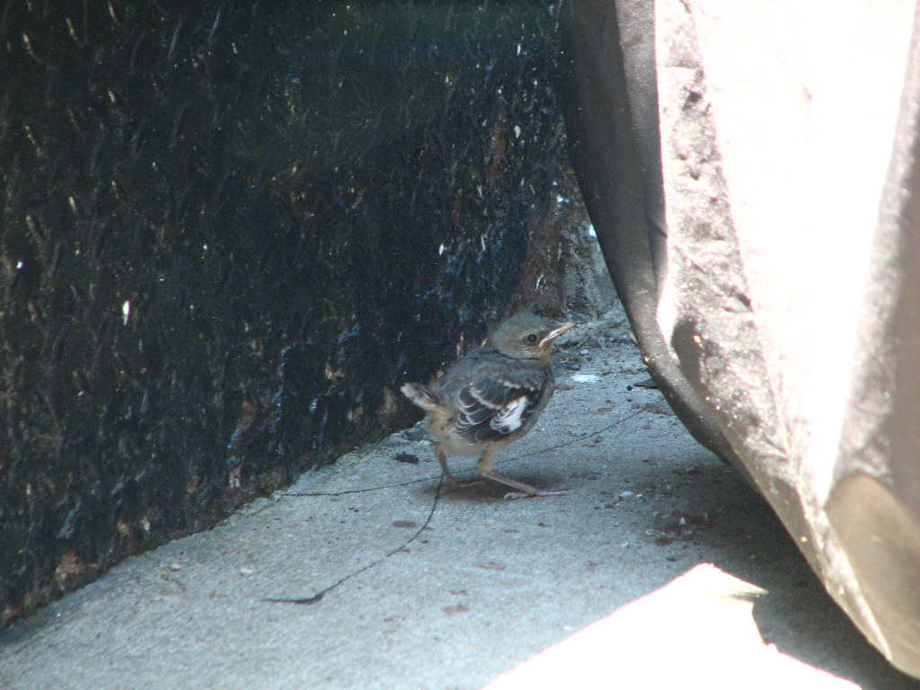 Fledgling mockingbird in SoHo | Michael Daddino | Flickr