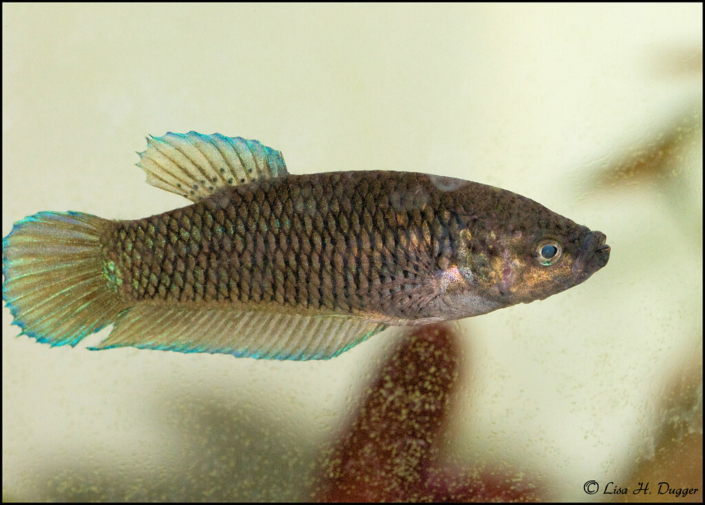 Giant female blue Betta | This lovely measures about 2.5-3 i… | Flickr