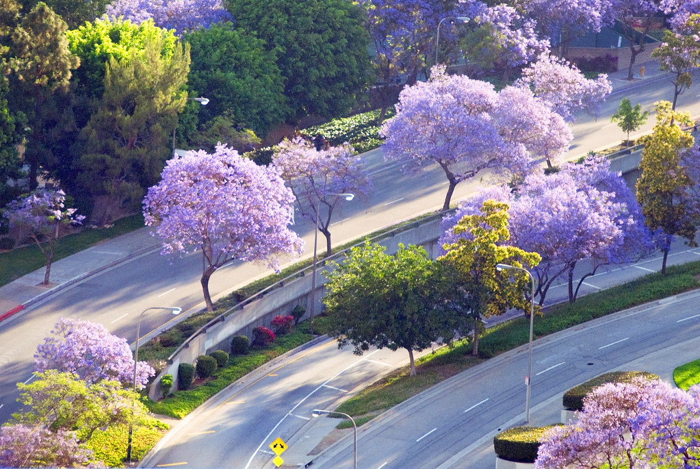 jacarandas in full bloom, downtown Los Angeles, California… | Flickr