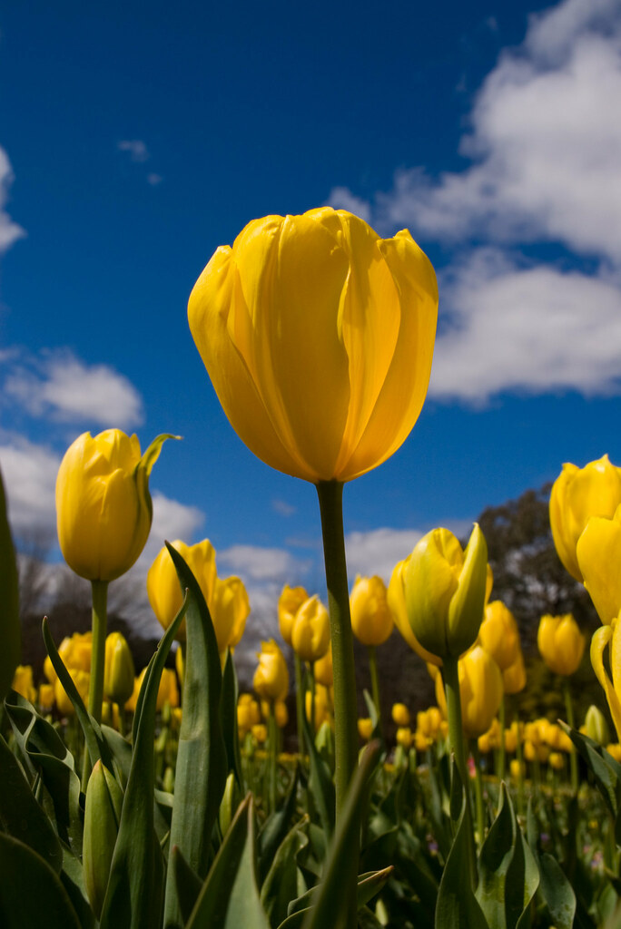 Yellow Tulip | Tony Castley | Flickr