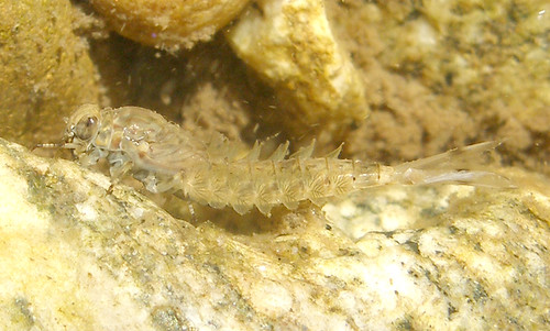 Mayfly Larva profile | Is this really a dragonfly larva? Tak… | Flickr