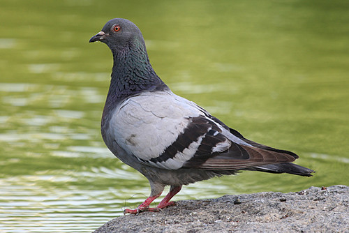 Pombo-doméstico (Columba Livia) | Marco Nunes | Flickr