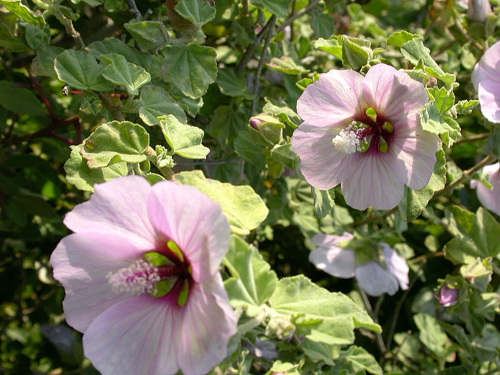 Malva subovata (DC.) Molero & J. M. Monts. subsp. subovata… | Flickr