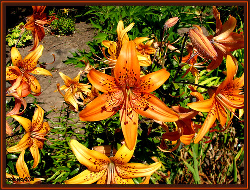 ~Colors Of Autumn...Lilies ~ | These were such a beautiful c… | Flickr