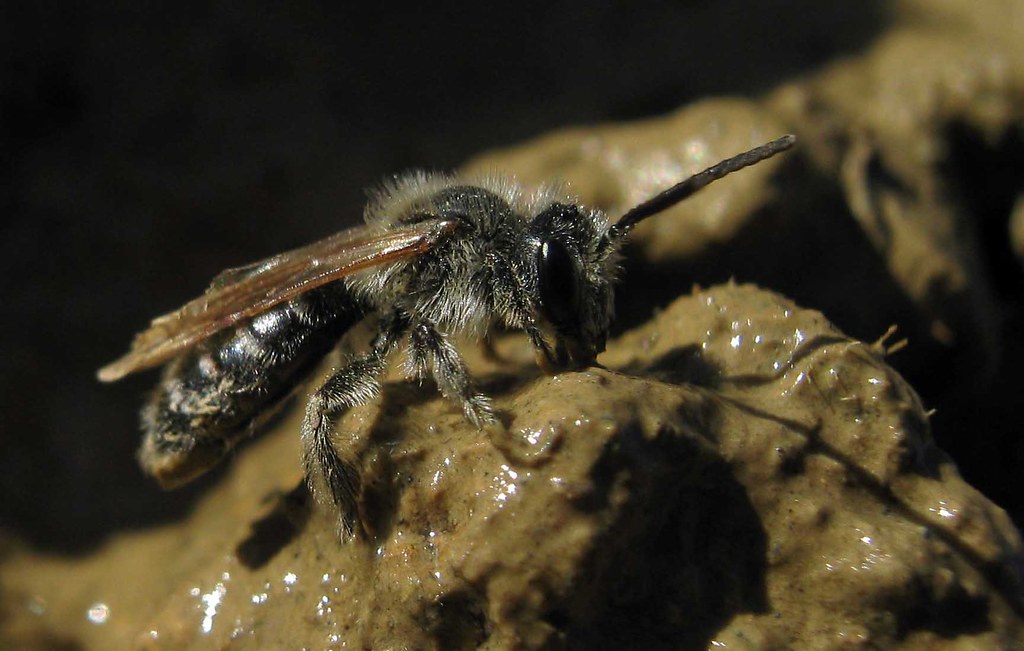 Mud Collecting... | This little bee was making its way acros… | Flickr