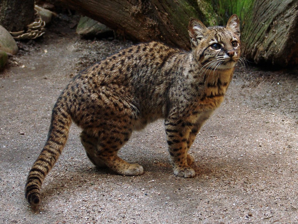 Gato Geoffroy Gato De Geoffroy Oncifelis Geoffroyi Adulto Foto De