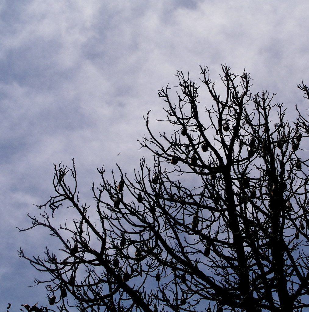 Flying fox bats (Pteropus poliocephalus) | Daily roosting an… | Flickr
