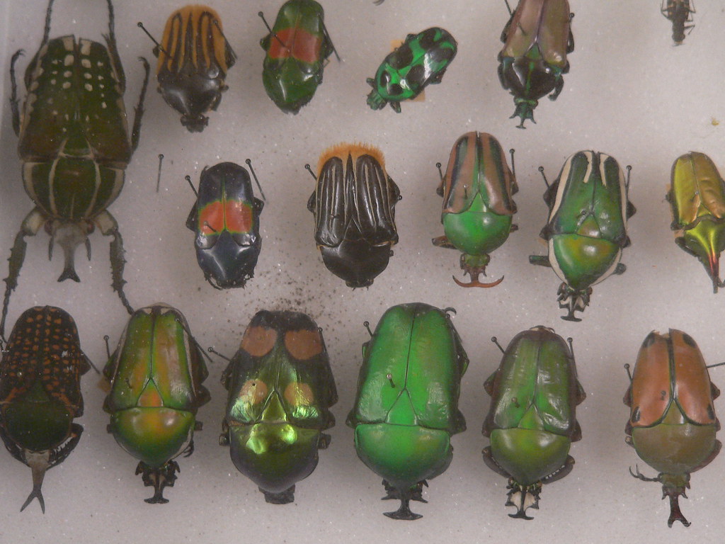 Pinned beetles | Oregon state university has these somewhere… | Flickr