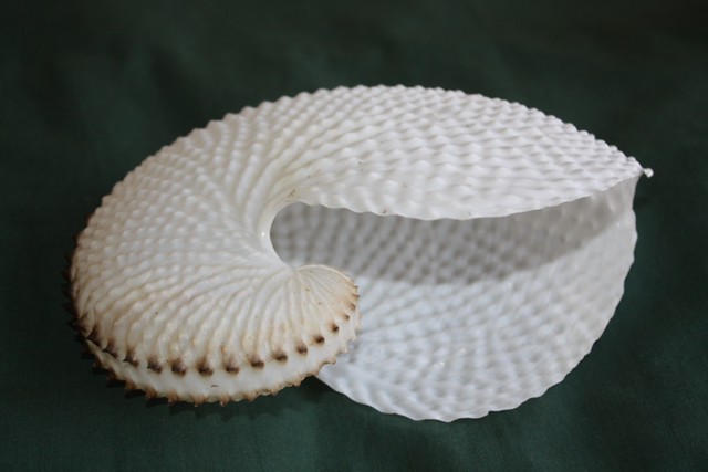 Paper Nautilus Shell | Found on the beach at Torquay, Victor… | Flickr