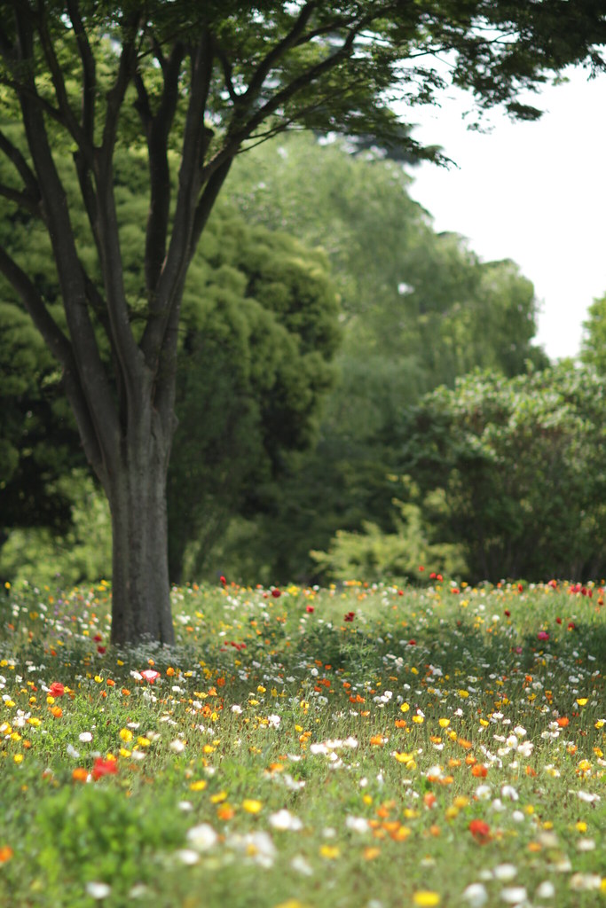 A tree and papaver rhoeas | Canon EOS 7D + Canon EF 85mm F1.… | Flickr