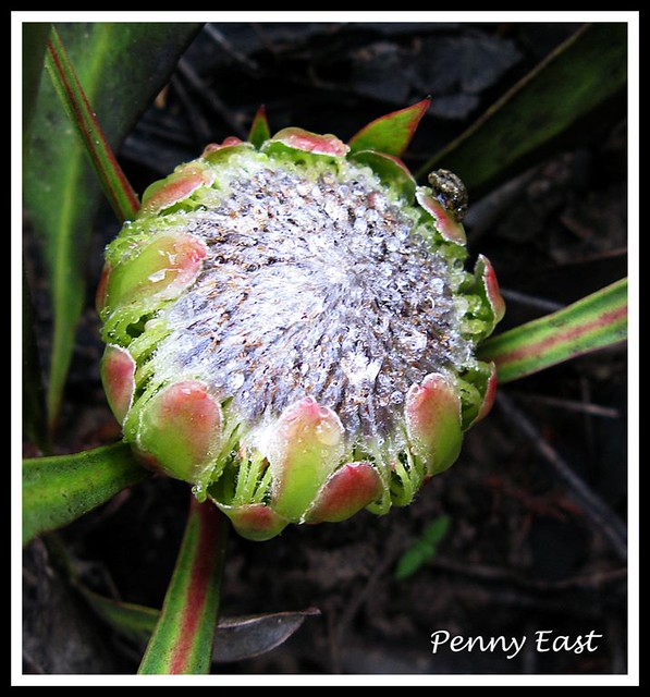 Protea acaulos | Protea acaulos Common Name: Ground Protea F… | Flickr