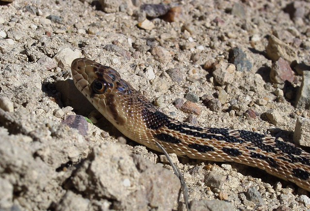 Great Basin Gopher Snake (Pituophis catenifer deserticola)… | Flickr