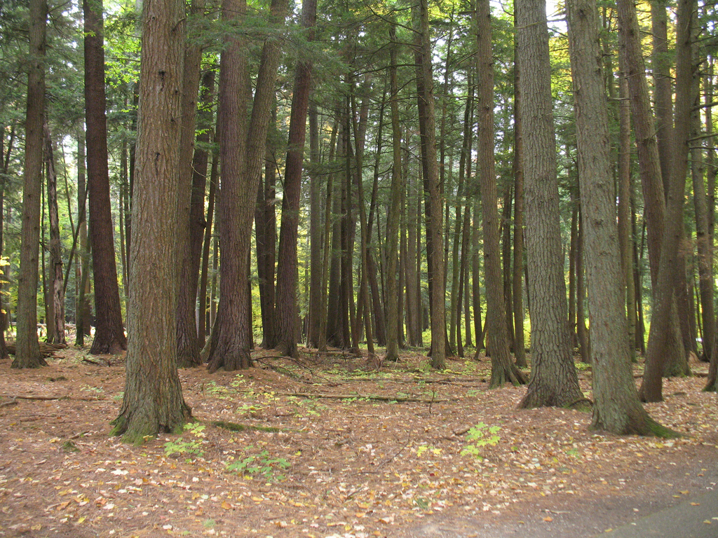 Hartwick Pines State Park, Crawford County, Michigan | Flickr