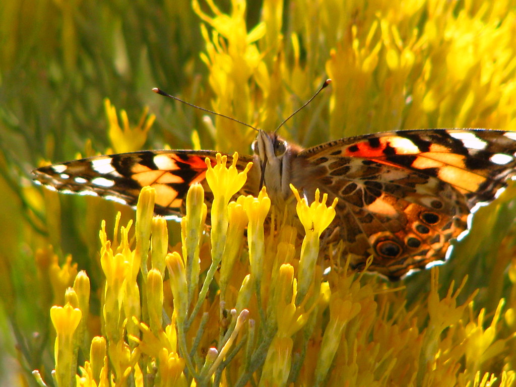 Braving Autumn | These butterflies where just swarming these… | Flickr