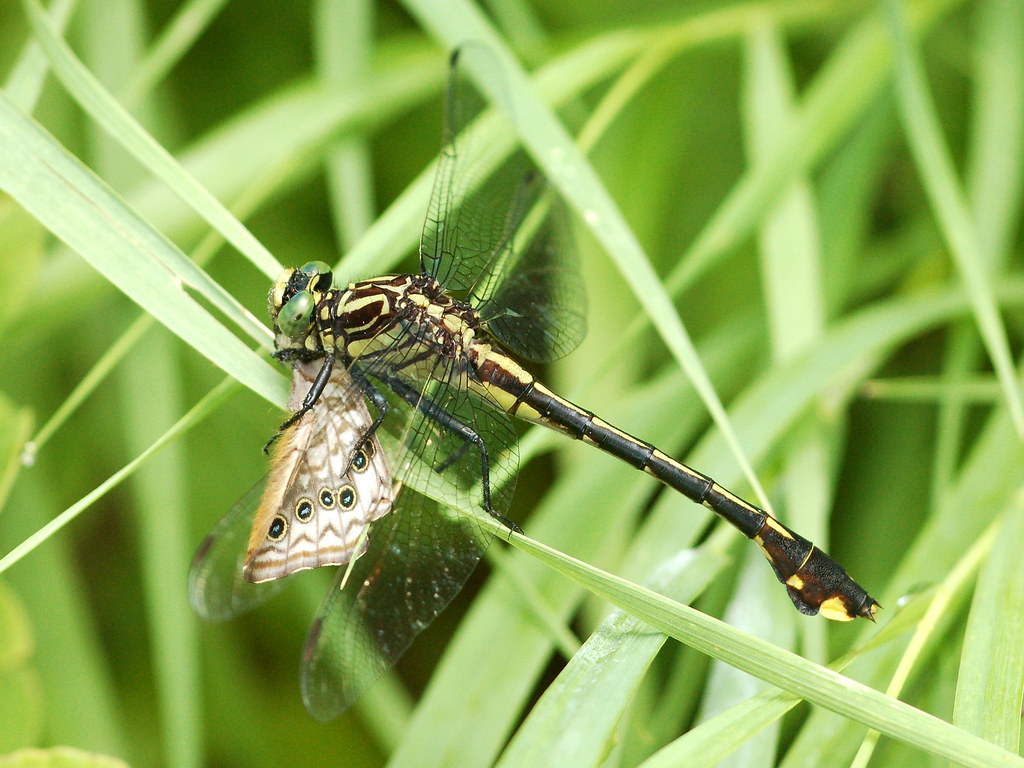 Gomphus vastus - Cobra Clubtail Dragonfly | Deadly-looking l… | Flickr
