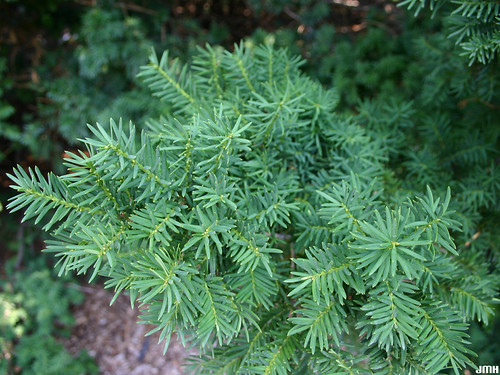Taxus x media 'Densiformis' 03 | John Hagstrom | Flickr