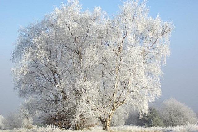Birch Tree | Frozen Birch. | gryffecc | Flickr