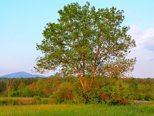 SS1: Fraxinus excelsior, Frassino-Frassino maggiore, Ash, … | Flickr