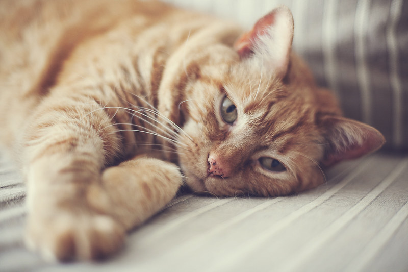 Orange tabby at rest on a striped cushion, captured with a 50mm prime