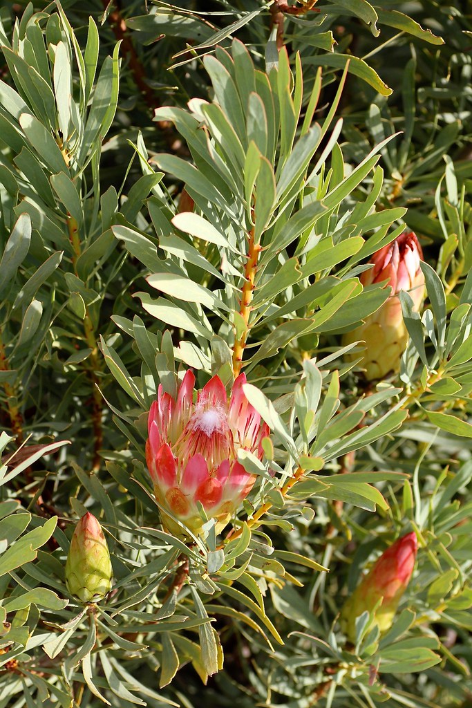 Protea repens (Proteaceae) | South Africa. Swartberg Nature … | Flickr