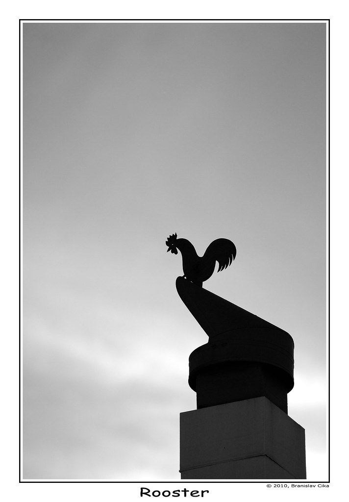 RoosterB&W | Branislav Cika | Flickr