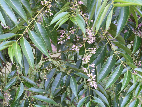 Toona ciliata (Red Cedar) - cultivated | Flowers of Red Ceda… | Flickr
