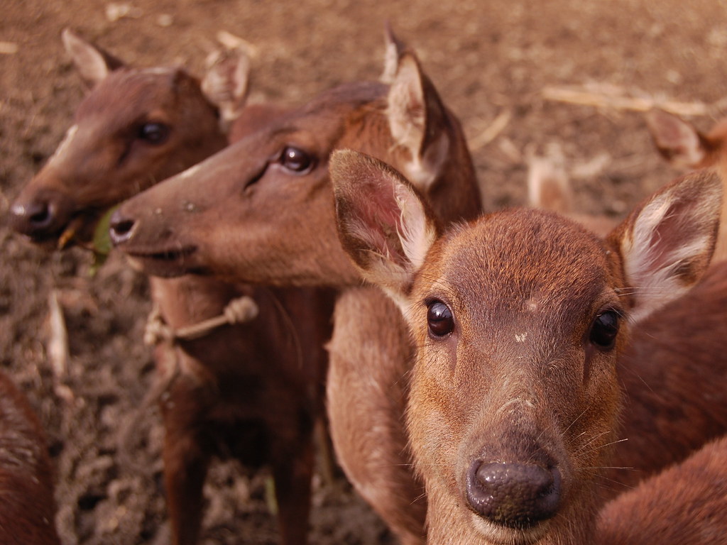 Philippine Deer