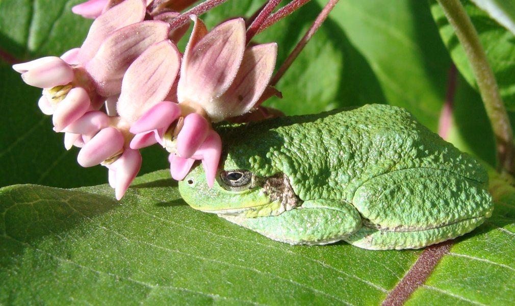 Tree frog and Milkweed flowers | This frog was sitting on a … | Flickr