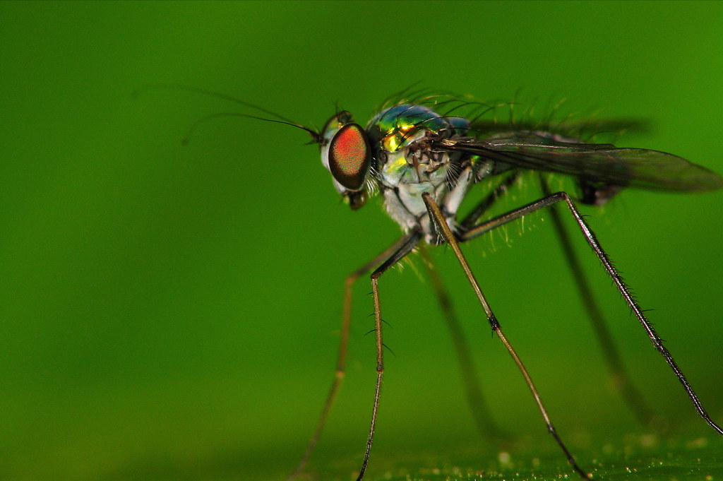Long Legged Fly | For some reason, there were more long legg… | Flickr