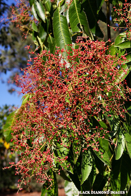 Fruiting Ackama paniculosa (Caldcluvia paniculosa or Ackama paniculata ...