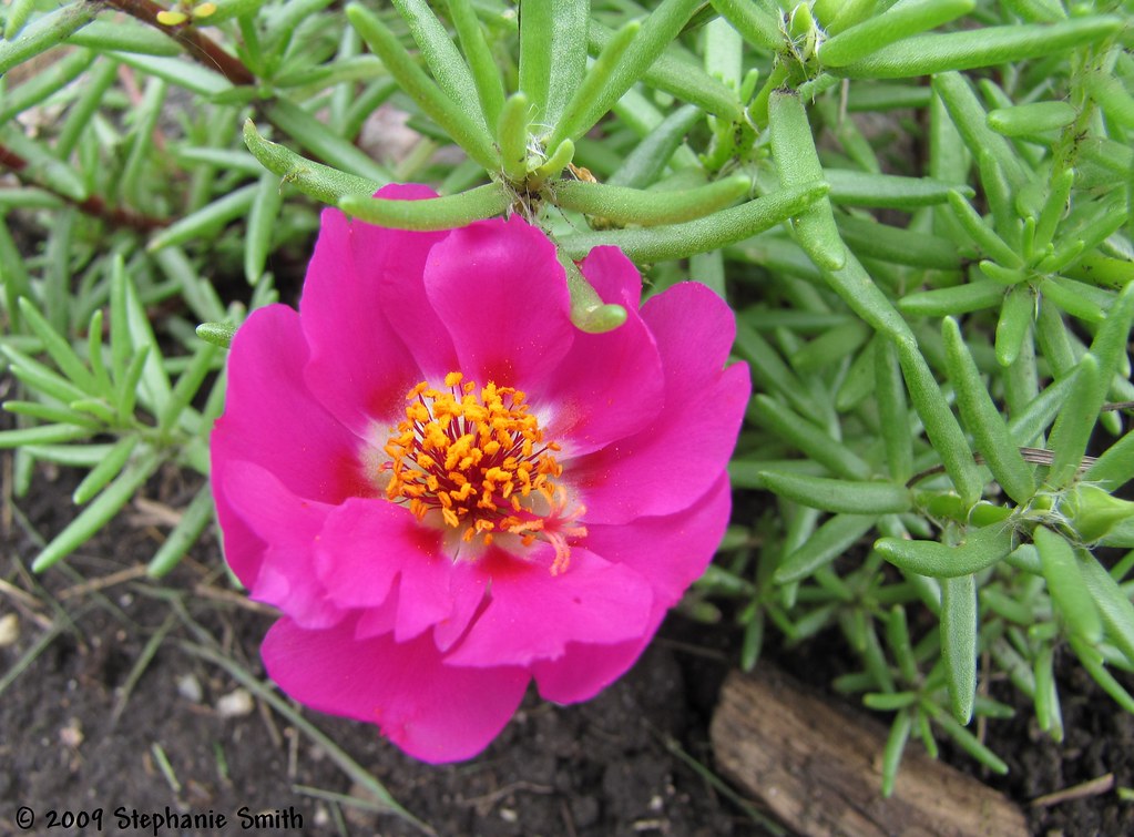 Moss Rose | Stephanie | Flickr