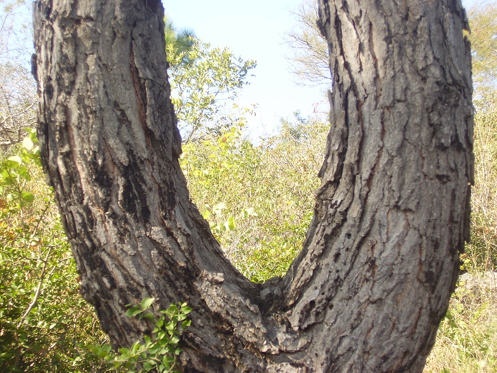 U shaped Tree | Imran Akram | Flickr
