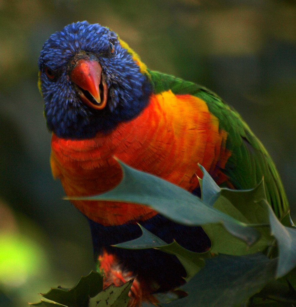 If You're Happy And You Know It... | This magnificent and st… | Flickr