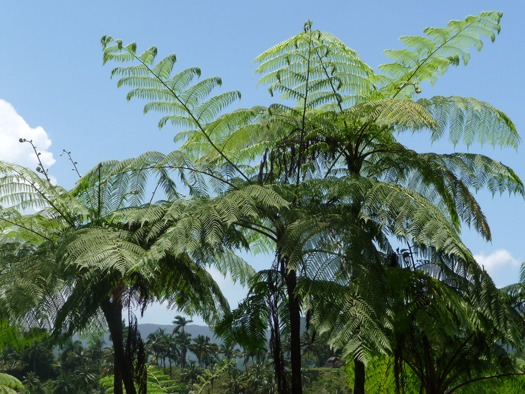 really big fern-plants | twinkle-eye | Flickr