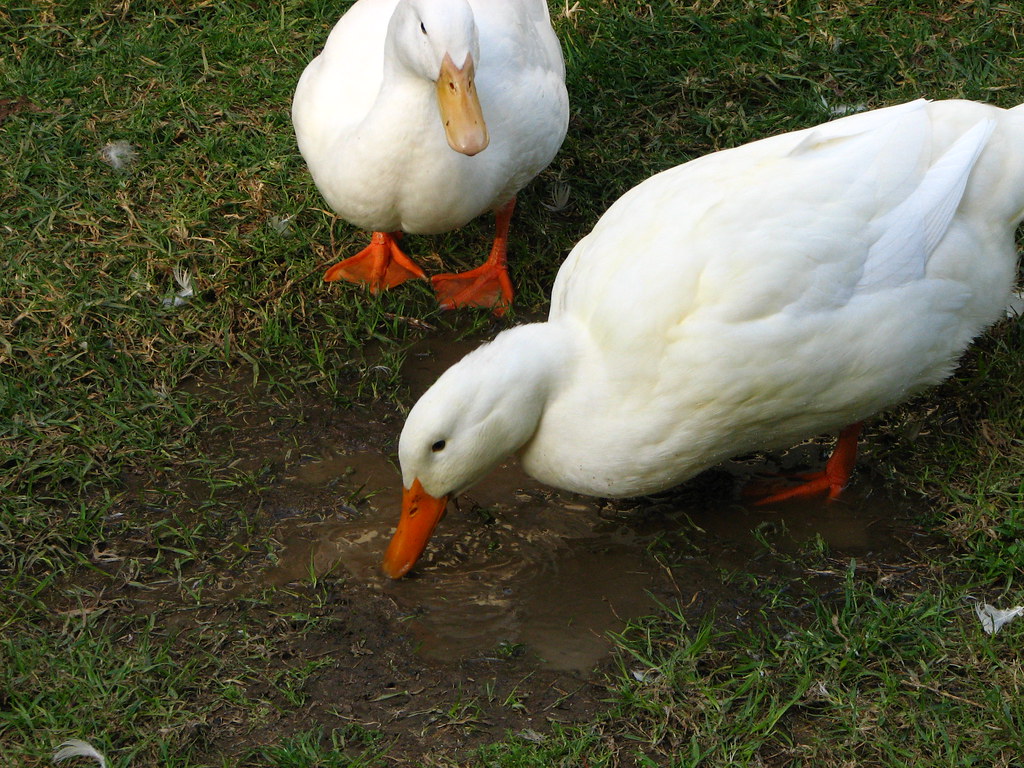 That looks good, Flapper. Mind if I join you? | My pet ducks… | Flickr