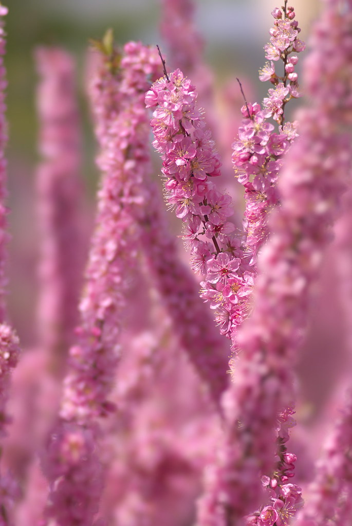 Tower of pink flowers | 束子のような お菓子のような | jun kimura | Flickr