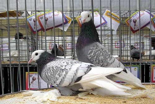 Saxon Monks , Anthony Wray | Australian National Pigeon Association ...