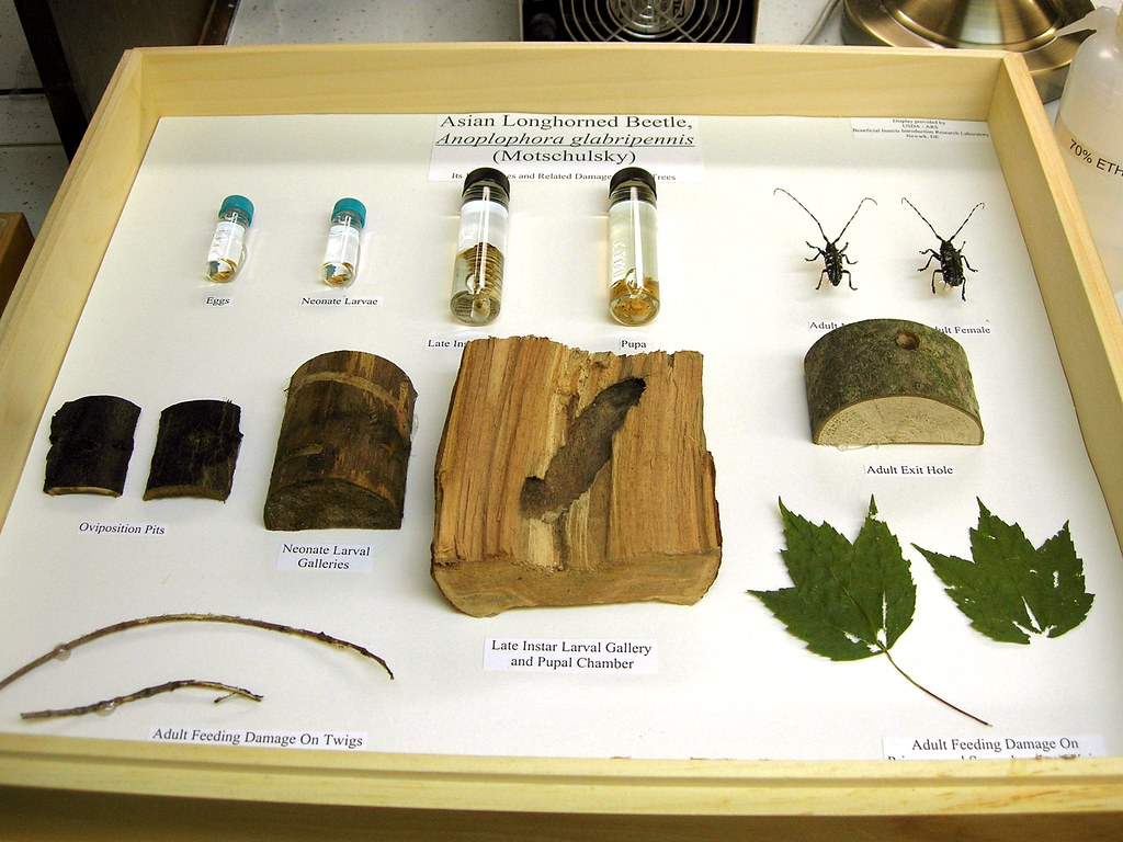 Asian Longhorned Beetle Life Cycle 2581