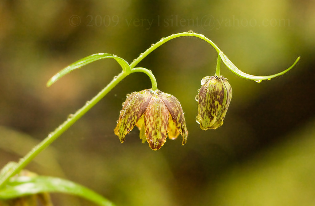Checker Lily | A checker lily (Fritillaria affinis) blooming… | Flickr