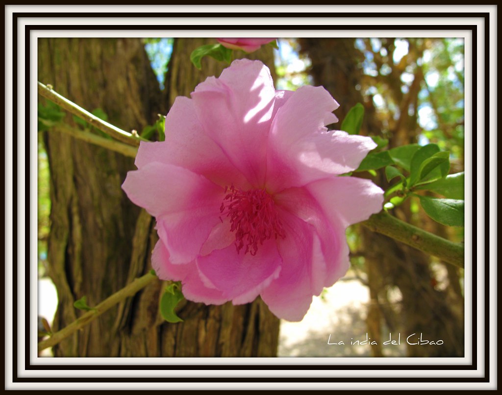 Flor Bayahibe | la india del cibao | Flickr