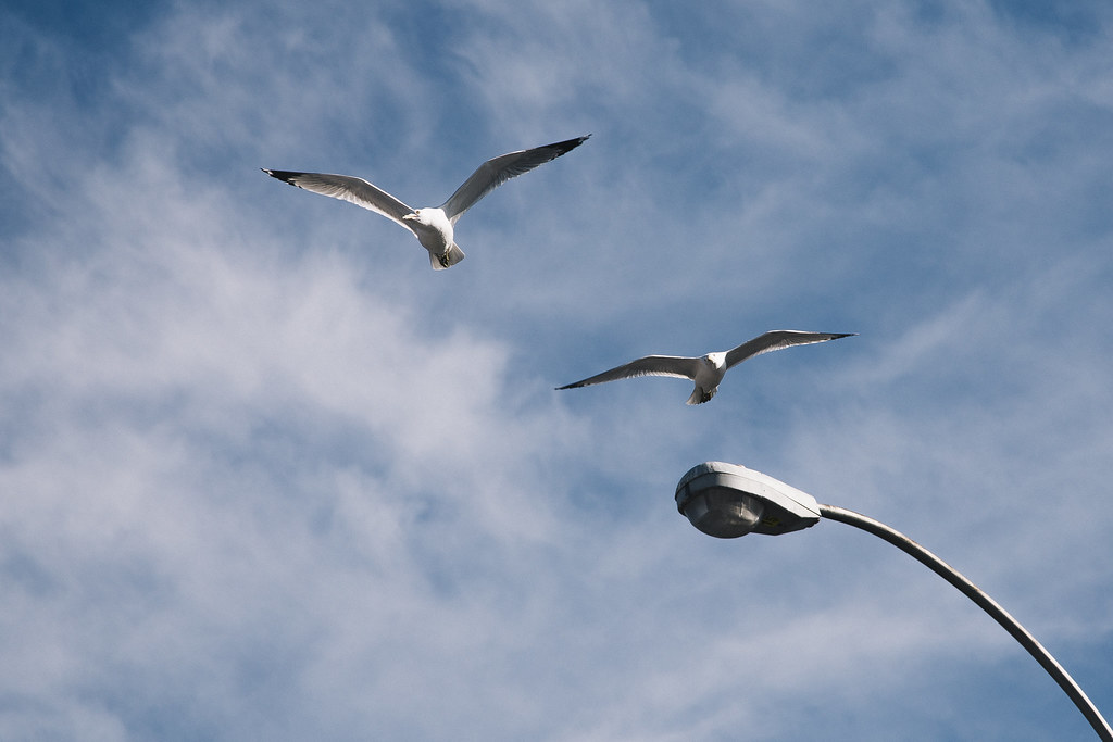 Two Seagulls Soaring Over a Curved Street Lamp Against a Bright Blue Sky