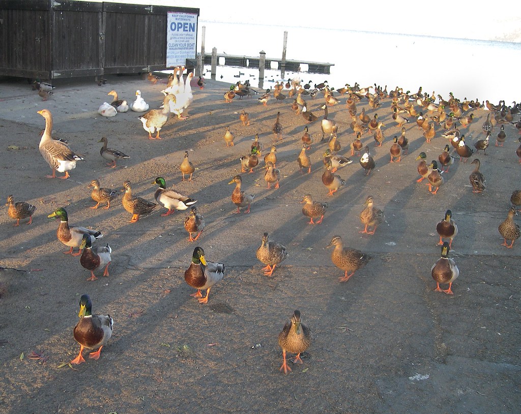 Duck in Traffic | It was rush hour for the birds. For some r… | Flickr