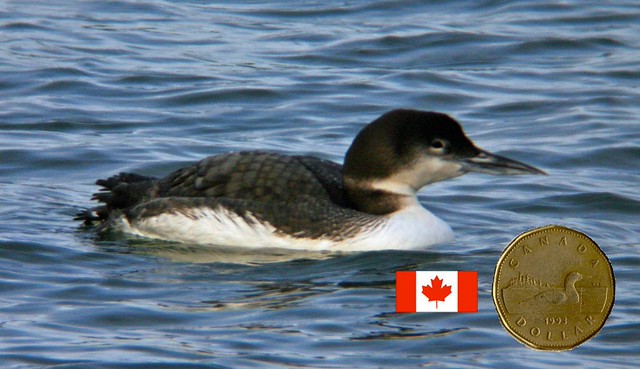 Common Loon (The Canadian Loonie!) (Non-Breeding Plumage) - a photo on ...