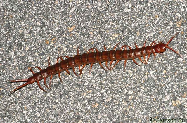 Scolopendra multidens - a photo on Flickriver