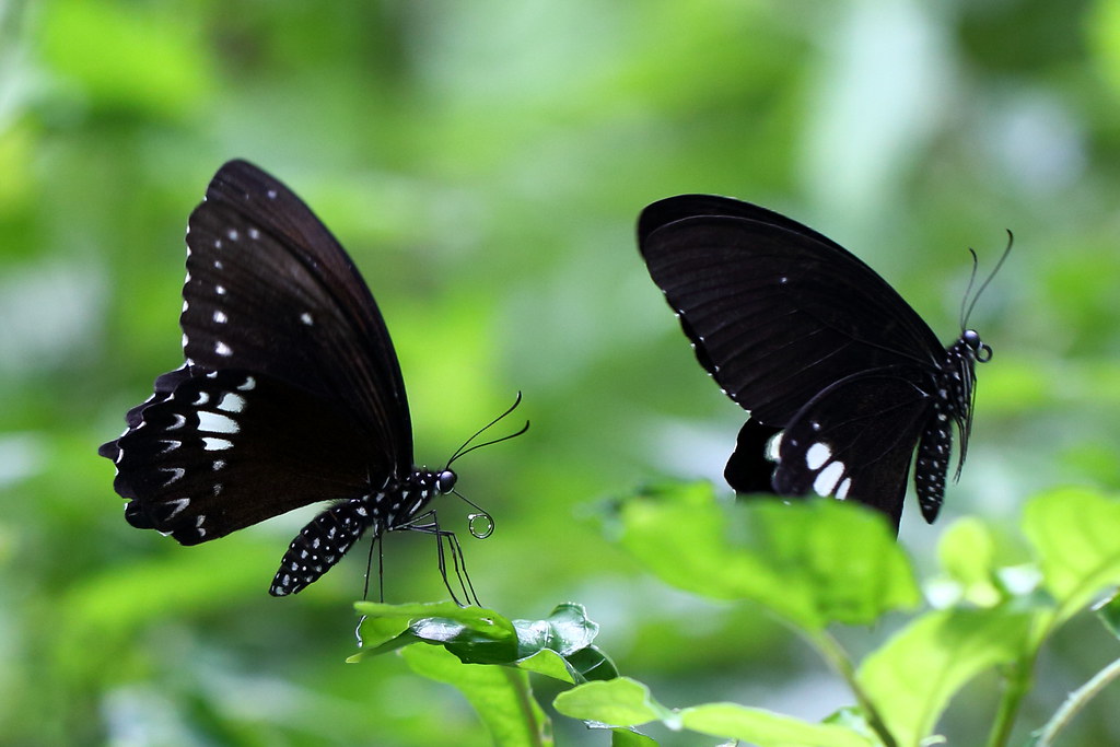 Papilio castor formosanus (left female, right male) 無尾白紋鳳蝶… | Flickr