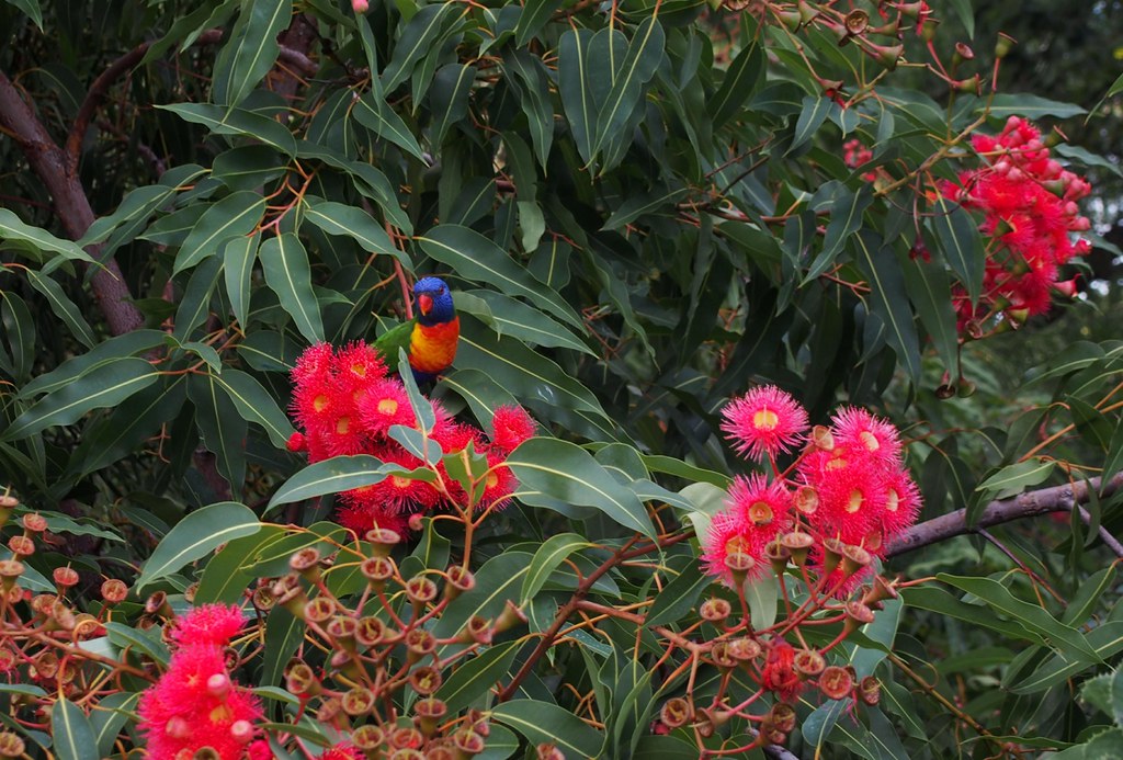 Rainbow Lorikeet Among Bottlebrush Blooms at Kings Park, Western Australia