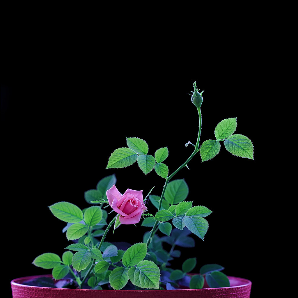 Pink miniature rose on a slender thorned stem, lush green leaves, photographed in a pink pot against a black studio backdrop