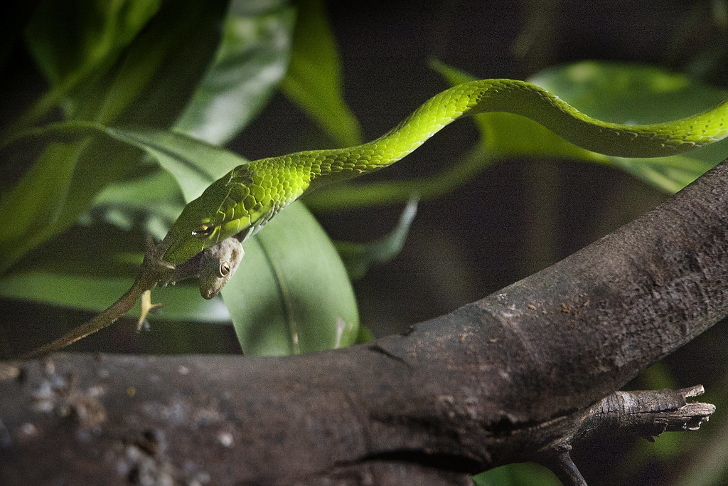 Asian Vine Snake Feeding04 02-01-14 | Asian Vine Snake consu… | Flickr