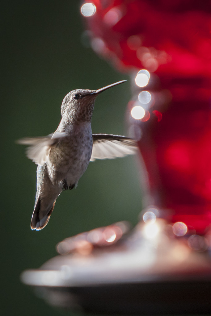 Hummingbird Hovering at a Red Garden Feeder, September 2013