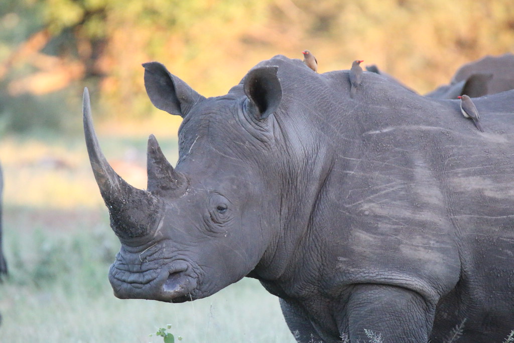 Majestic White Rhino Encounter at Kruger National Park, South Africa (2014)